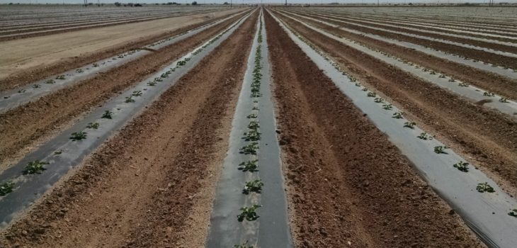 GSR-Calcium-Treated-Melons-for-Salt-730×350