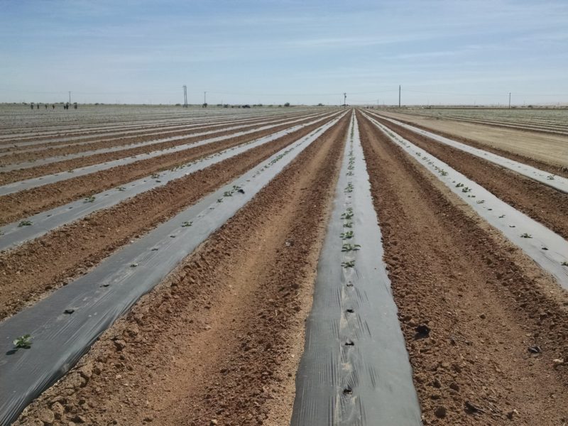 GSR-Calcium-Untreated-Melons-800×600