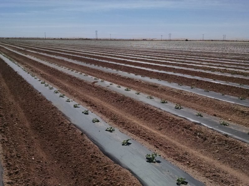 Melons-Treated-with-GSR-Calcium-1-800×600